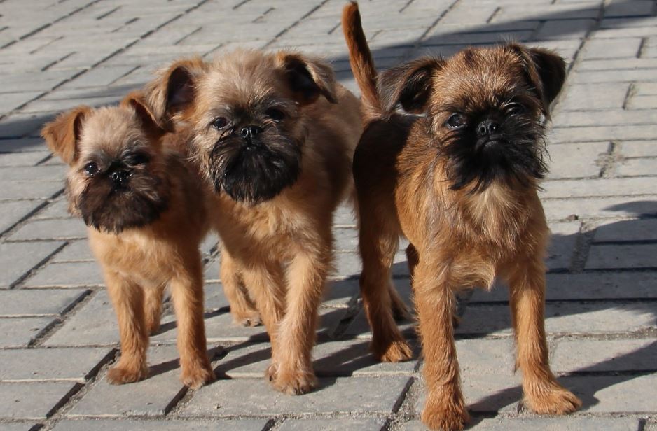 The Belgian Griffon - puppy.name