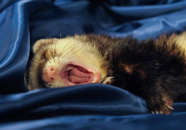 Ferret Life Span